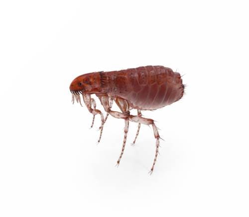 Como Eliminar Pulgas em Casa Definitivamente - Remihogar